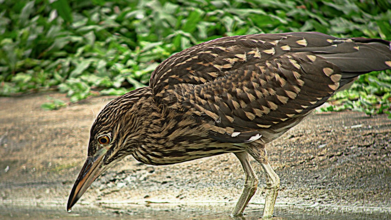 Black-crowned night heron - Kwak - ( juvenile ) - YouTube