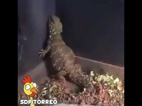 Dancing iguanas - YouTube