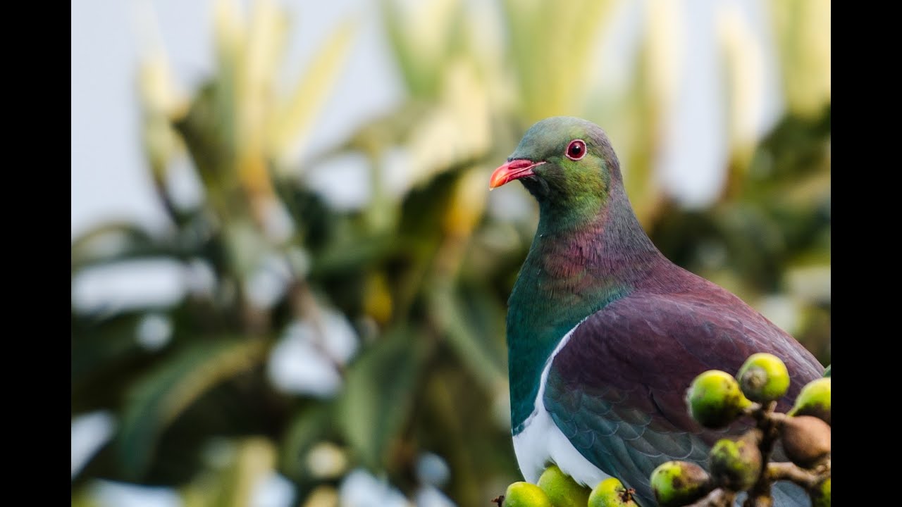 Loquat Eating Kereru - YouTube