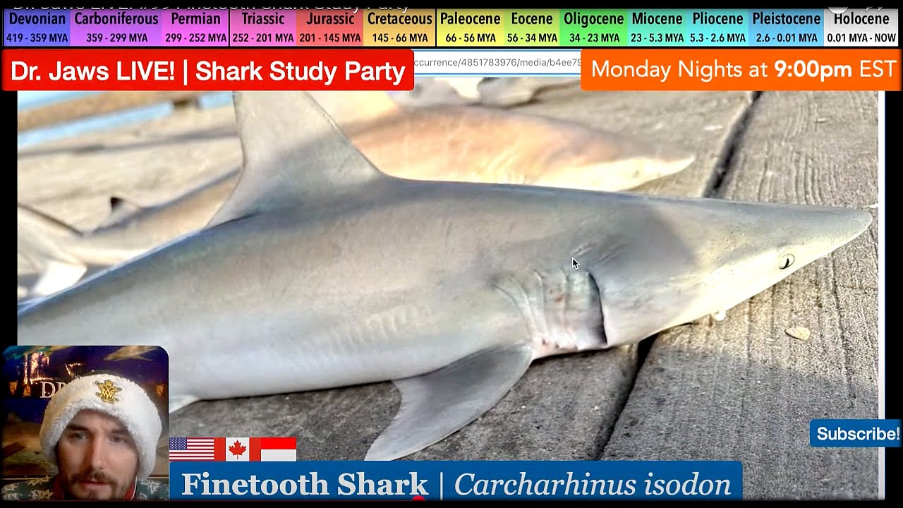 Dr. Jaws LIVE! #99 Finetooth Shark Study Party - YouTube