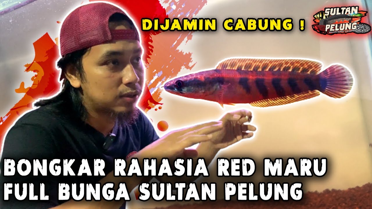GAMPANG Treatment dan Progress Baby Red Maru Full Bunga - YouTube