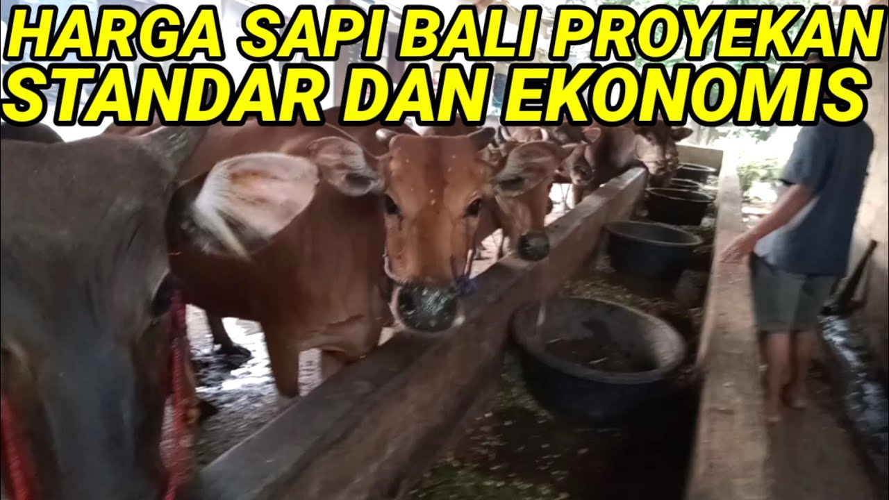 SAPI BALI UKURAN PROYEKAN HARGA EKONOMIS - YouTube