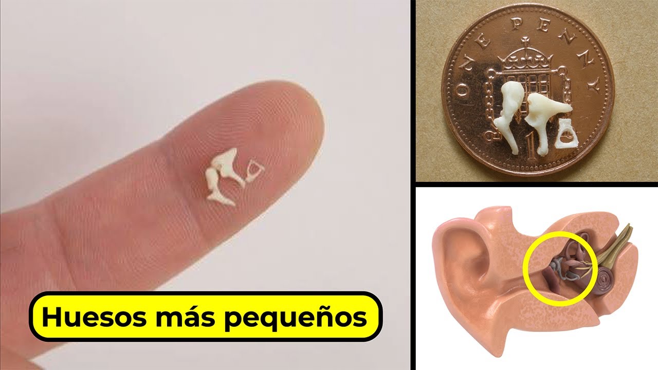 ¡Cosas Curiosas que no sabías! #20 - YouTube