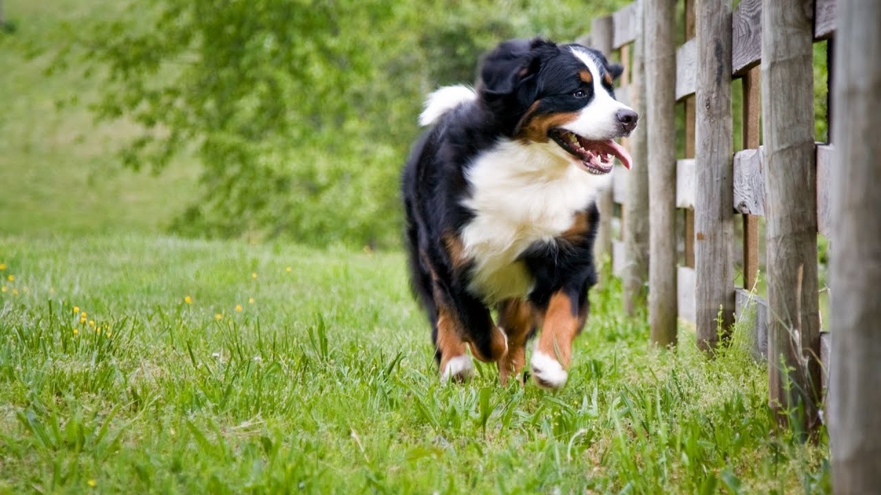 6555301How do Bernese Mount - YouTube