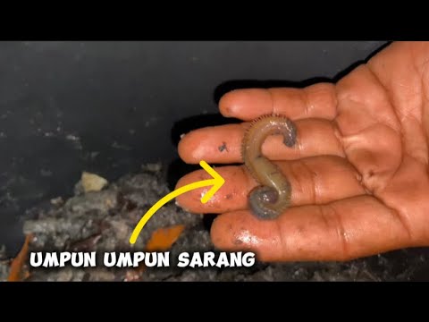 Umpun Umpun Sarang lebih Liat dari … #mancing #fishing #umpan #rawai ...