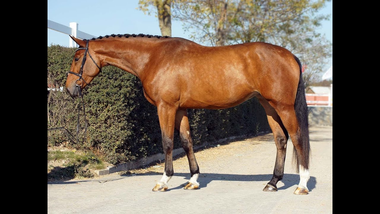 SOLD - Kalaska - *2015, mare, Kalaska de Semilly x Calato, www ...