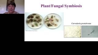Marilyn Roossinck- Plant Viruses Everywhere and Often Mutualistic