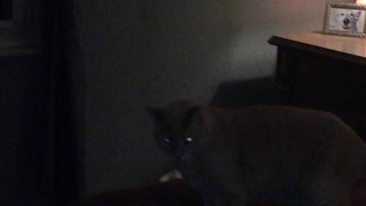 Wren and Gill fighting last night - YouTube