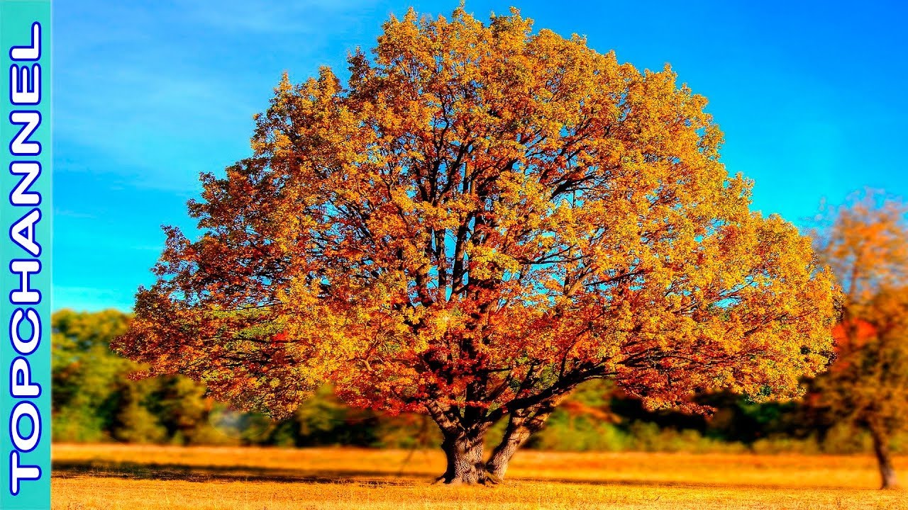 7 Arboles de un color hermoso - YouTube