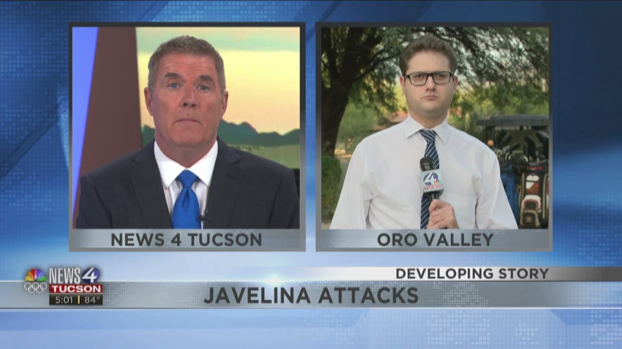 Fourth javelina attack since Oct. 4 reported in Oro Valley - YouTube