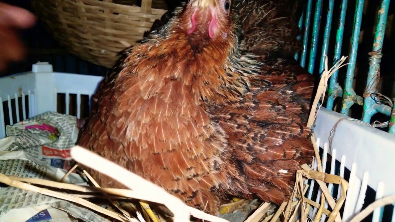 A cute angry broody hen is eating. (so cute😄😄💖😙💟) - YouTube