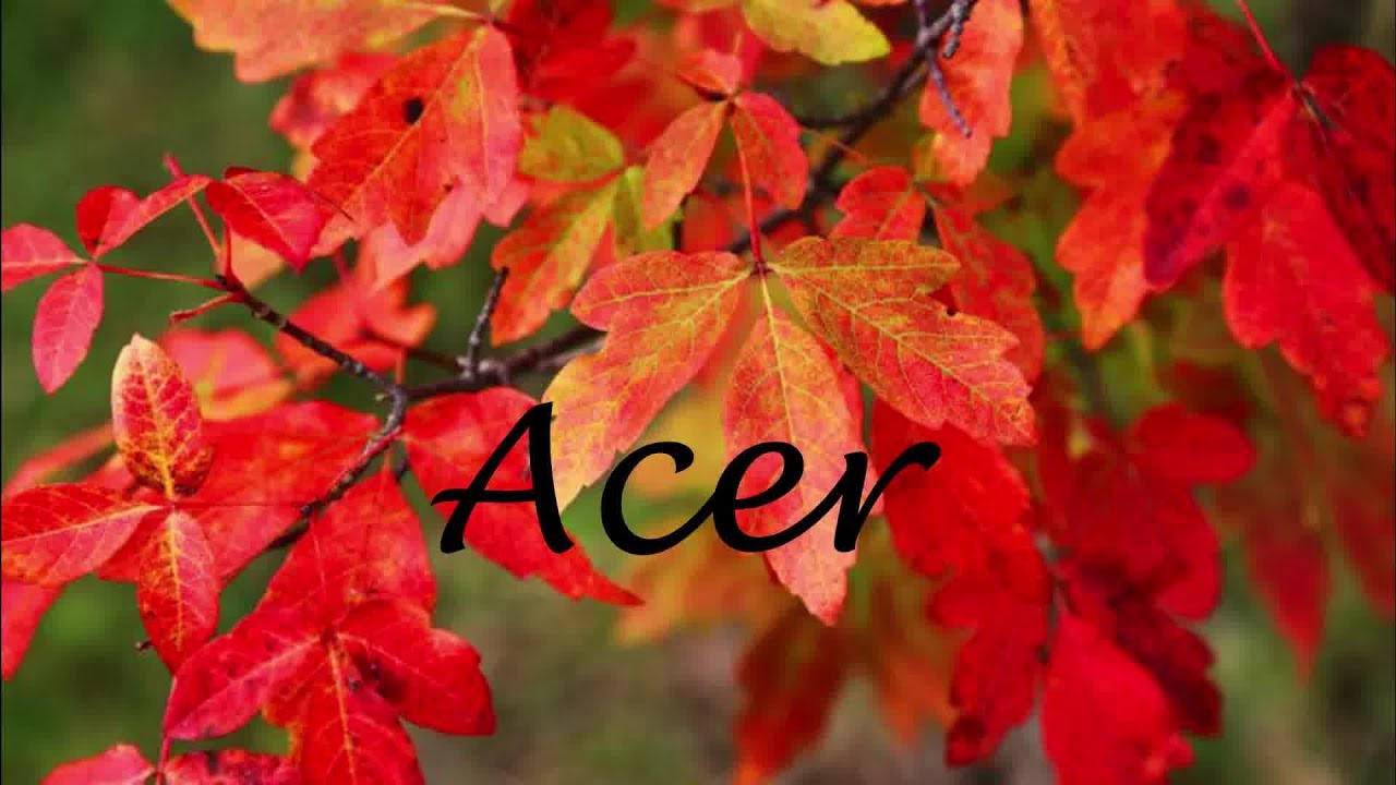 Acer Pronunciation and Meaning - YouTube