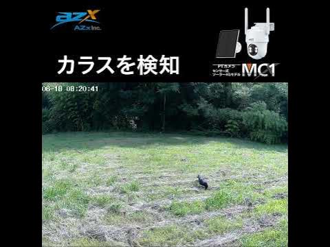 【鳥獣被害】カラスを検知 ｜ AZx防犯・監視カメラ【MC1】活用事例 #shorts ※製品ページURLは説明欄へ - YouTube