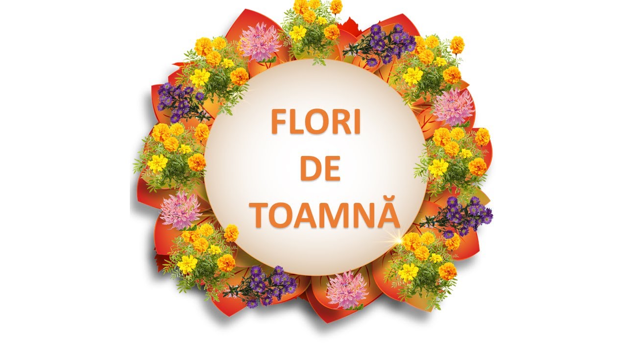 Flori de toamnă | crizantema și tufănica| Florile de toamnă| Gradinita ...