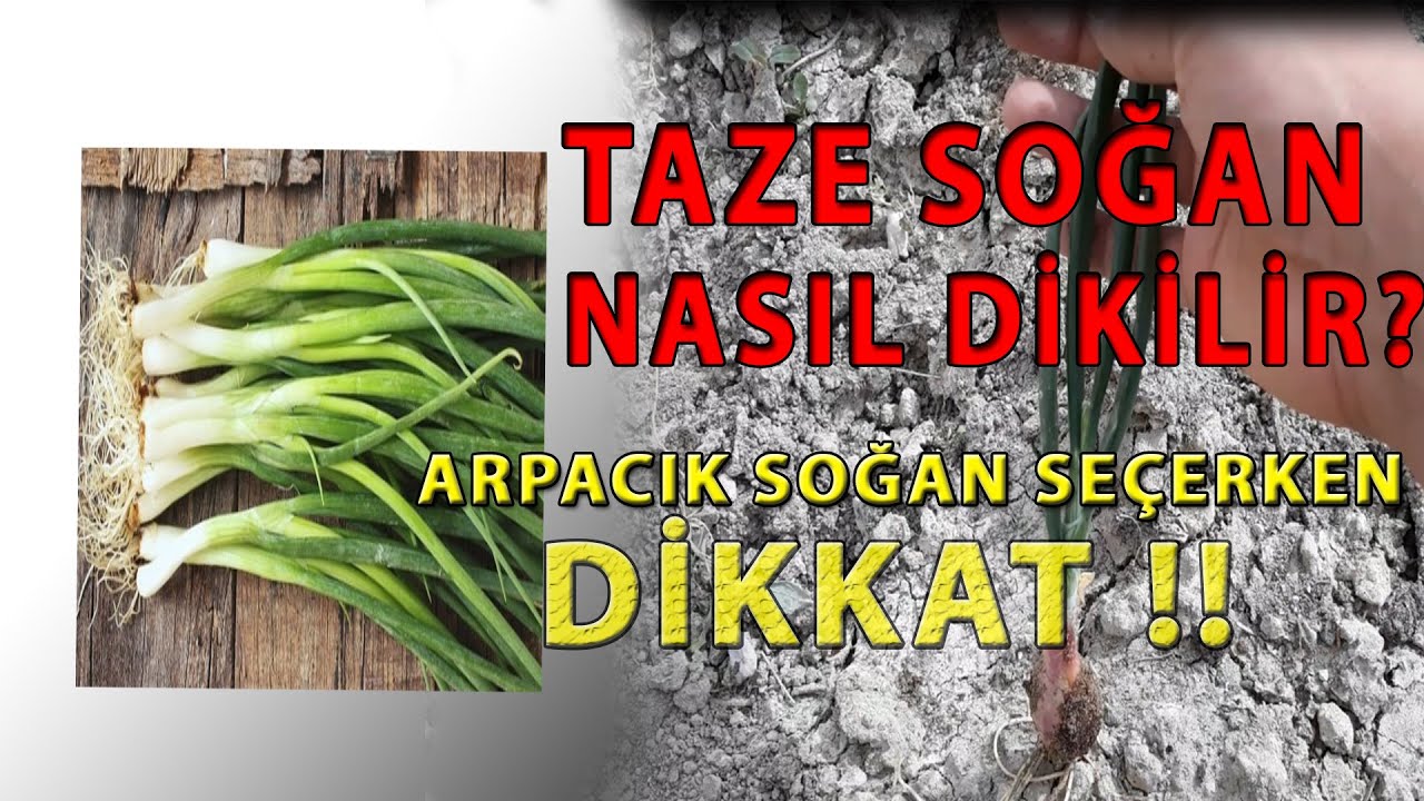 TAZE SOĞAN EKİMİ ARPACIK SOĞAN DİKİMİ NASIL YAPILIR? - YouTube