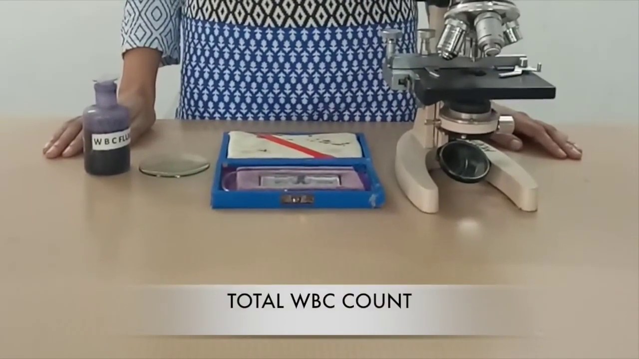 Total WBC Count। Hematology।Laboratory। Blood ।Physiology ।Practical ...