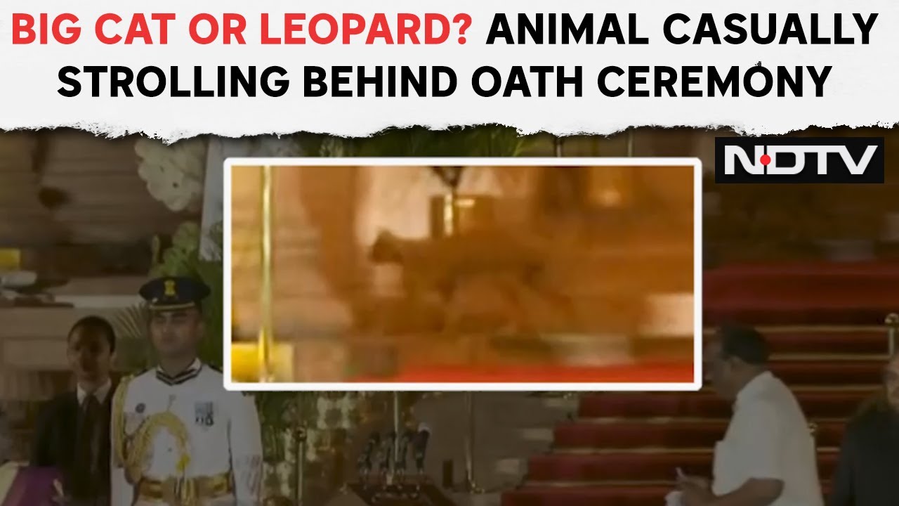 Big Cat Or Leopard? Animal Casually Strolling Behind Oath Ceremony In ...