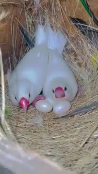 #javaWhite java sparrow breeding progress #java #bird #animal - YouTube