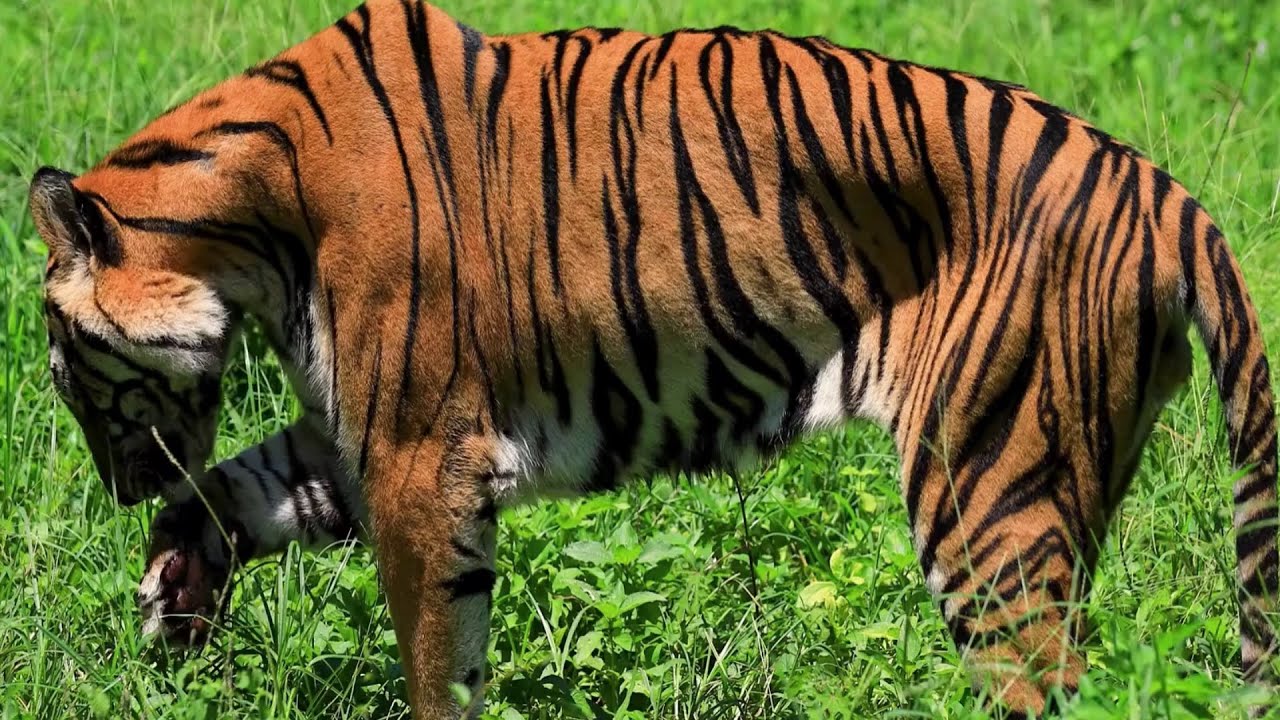 Gentle Creatures in Nature: Wildlife Serenity for a Calming Escape ...