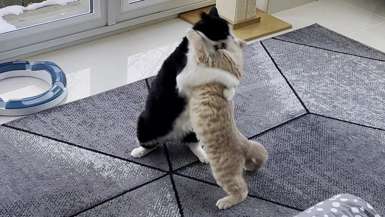 Cat Body Slams Kitten - YouTube