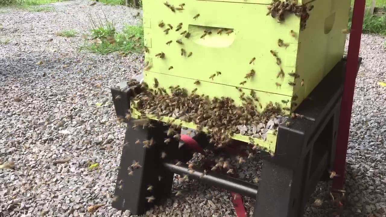 Robbing bees (video 1 of 2 - before) - YouTube