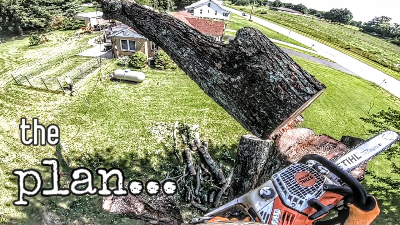 Decayed Maple, Cutting The Tops!!(pt2) - YouTube