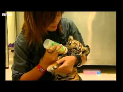 Sedated tiger cub recovers after luggage ordeal.flv - YouTube