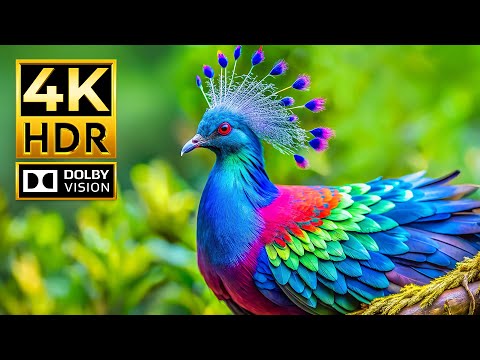 ANIMAL 4K Video - Incredible Dolby Vision HDR 4K 60 FPS | Cinematic Sound