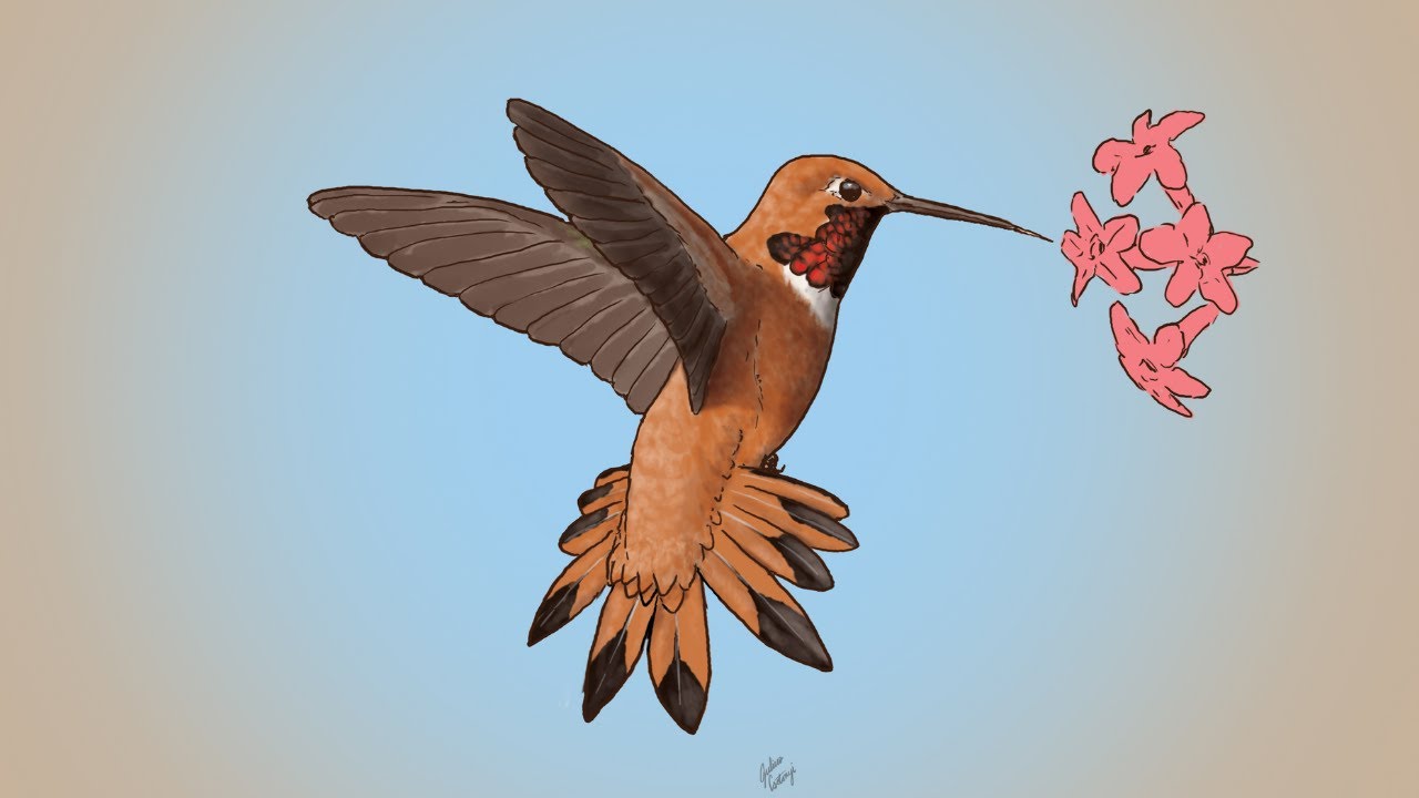 Learn to Draw: Hummingbirds - YouTube