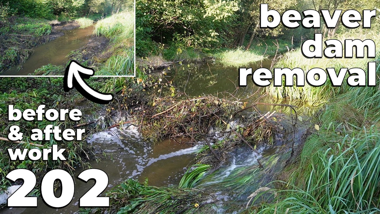 The Calm Sound Of Water - Manual Beaver Dam Removal No.202 - YouTube