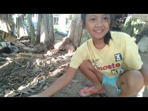 kucing bermain dikebun//queen nara paws