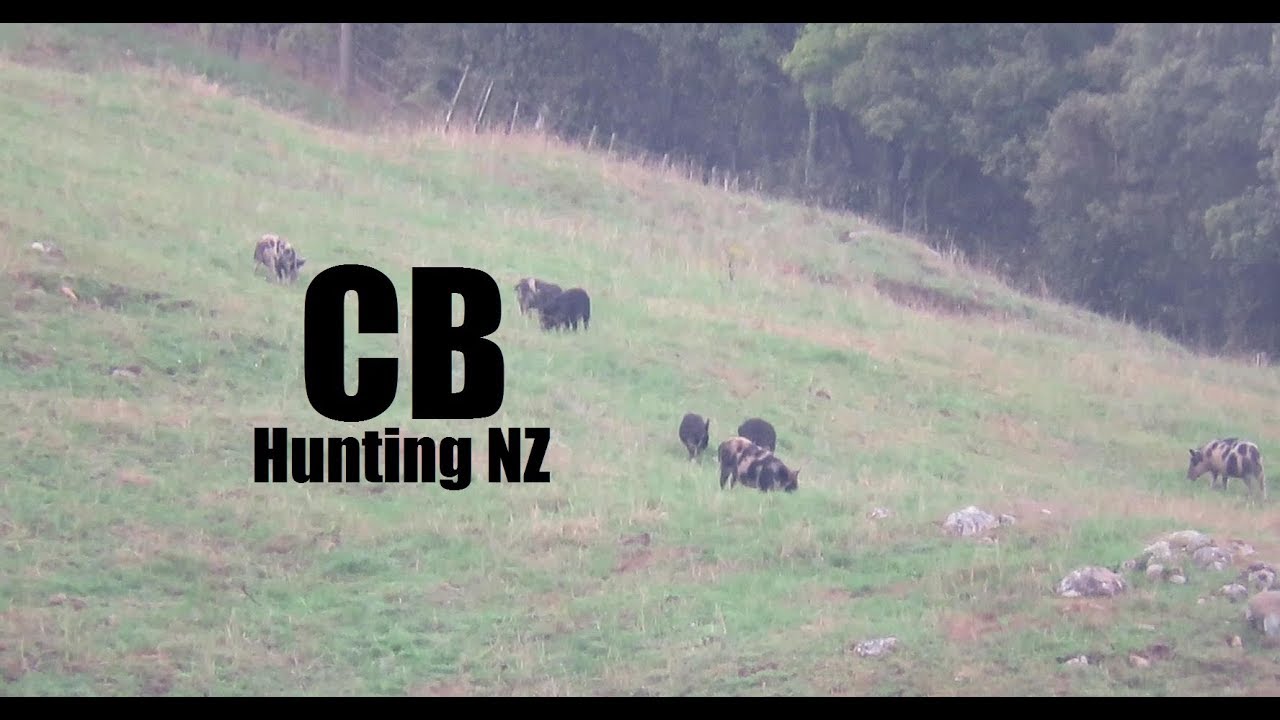 Winter Pig Hunting NZ - YouTube