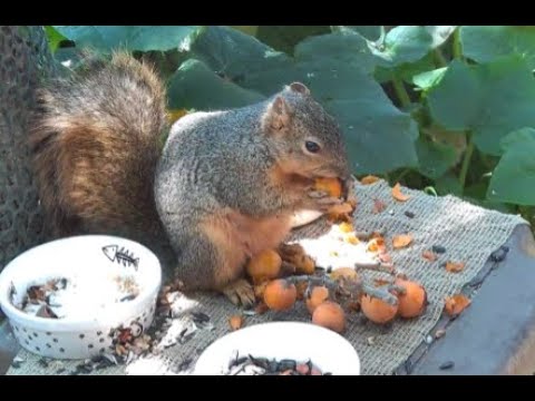 A Late Lunch with Mrs. Munchie the Squirrel (4-29-25) - YouTube