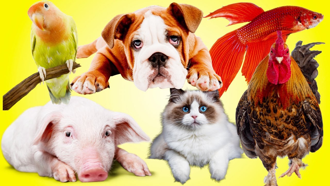 🐾 What Animal Is This? Learn Animal Names & Sounds! 🐶🐔🐄 | Fun ...
