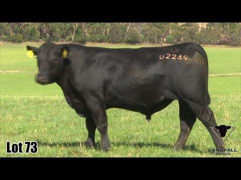 Lot 073 Landfall 38 Special TFA23U2249 - YouTube