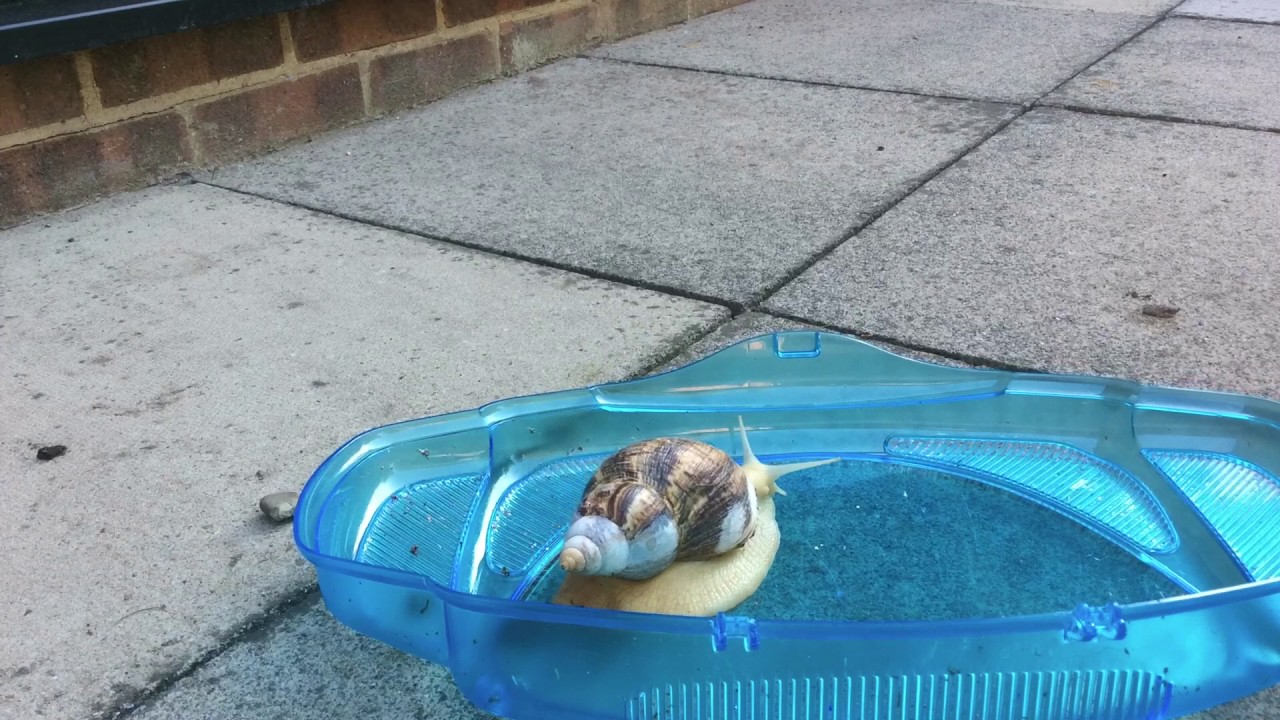 Berty Is The Worlds Fastest Snail! - YouTube