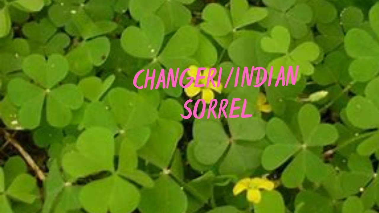 Changeri / Indian Sorrel / Oxalis Corniculata Medicinal Benefits in ...