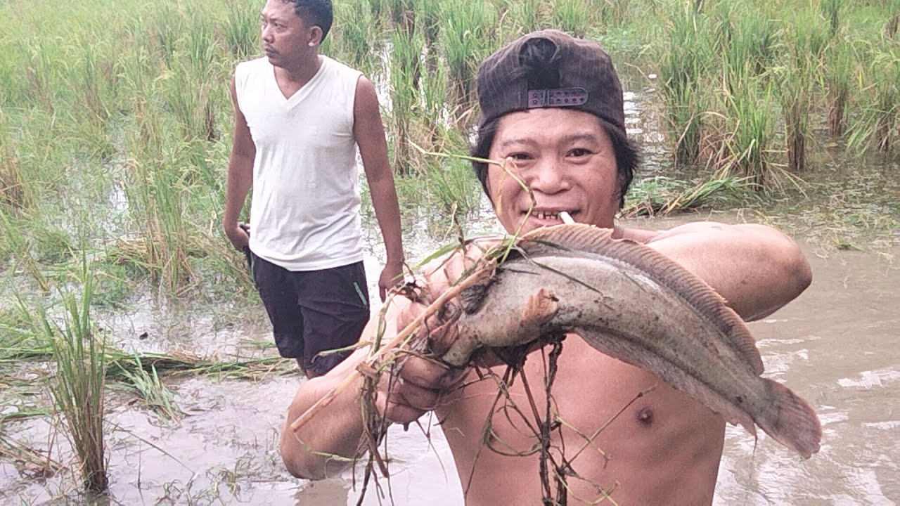 panikop sa palayan after typon paeng #pangangapa #palayan - YouTube