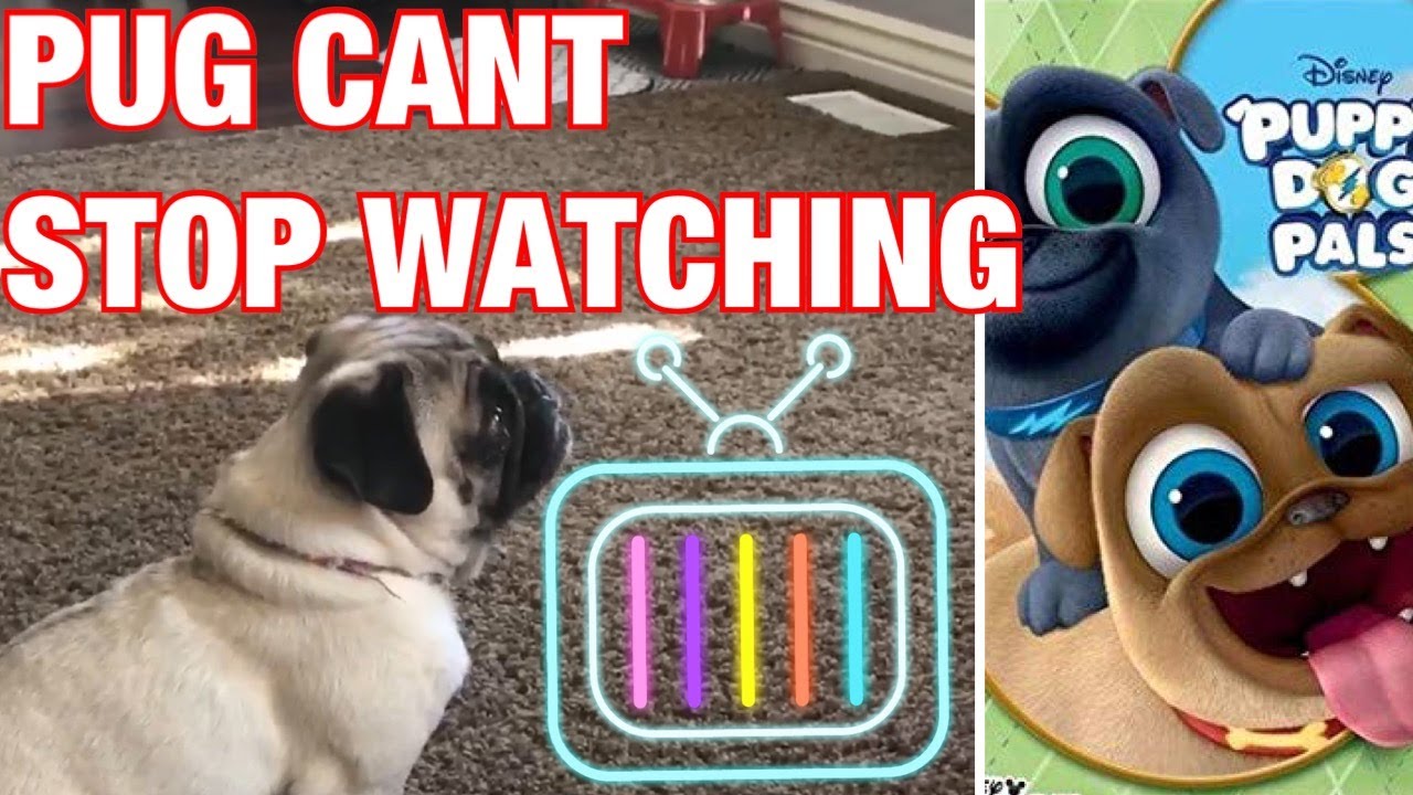 * PUG WATCHES PUPPY DOG PALS * #dougthepug #pug #grumble #puppydogpals ...
