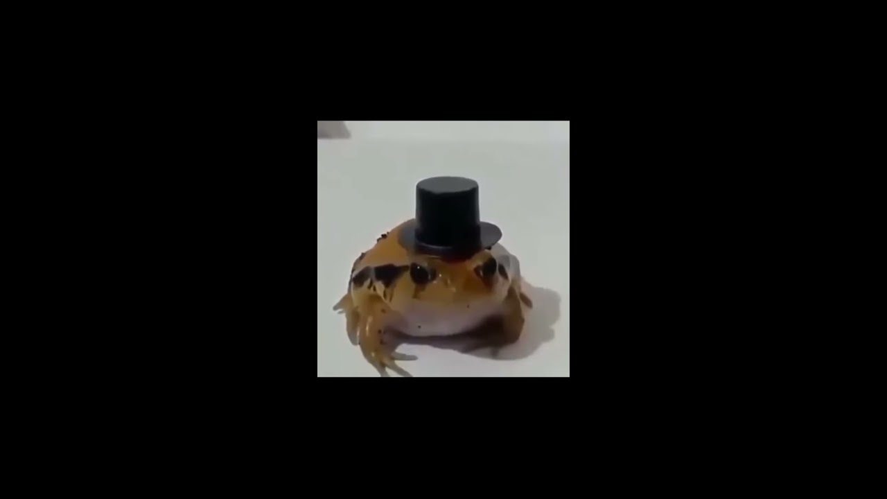 distinguished frog - YouTube