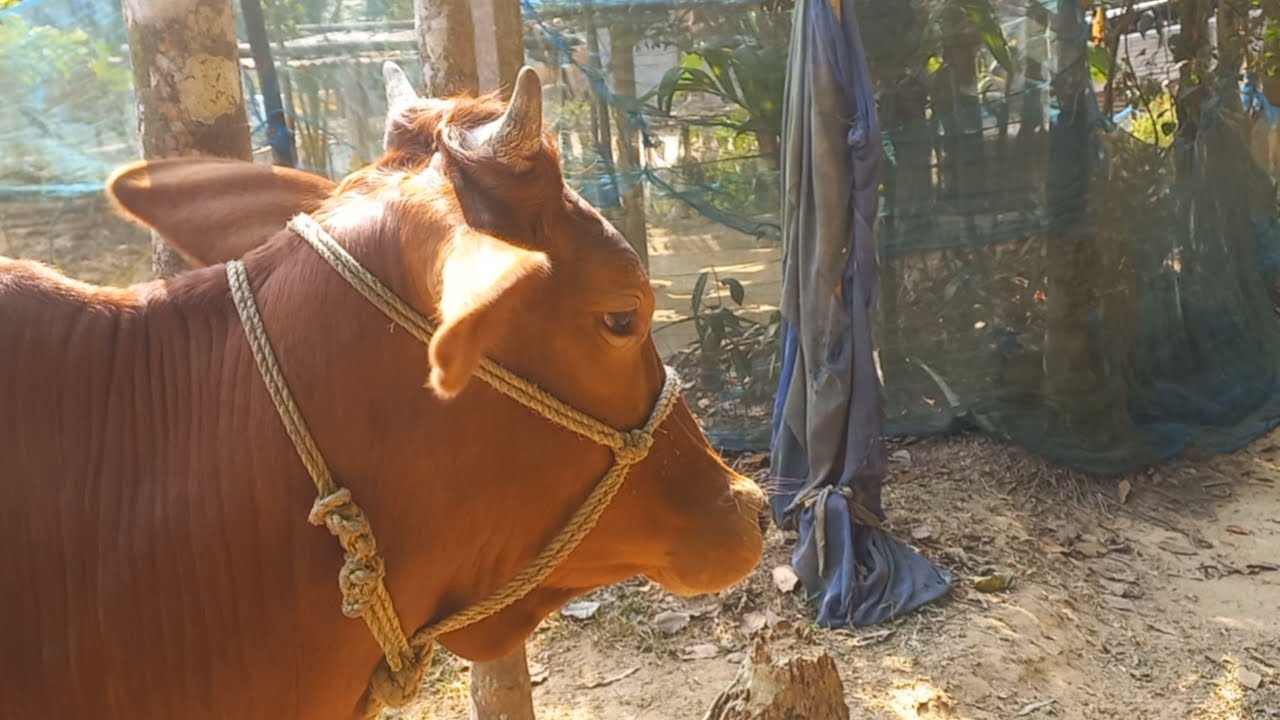 Real Cows Mooing Sound And Videos, 7+ Cows Sound Loudly At Our Village ...