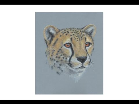 Special Cheetah Portrait Drawing! - YouTube