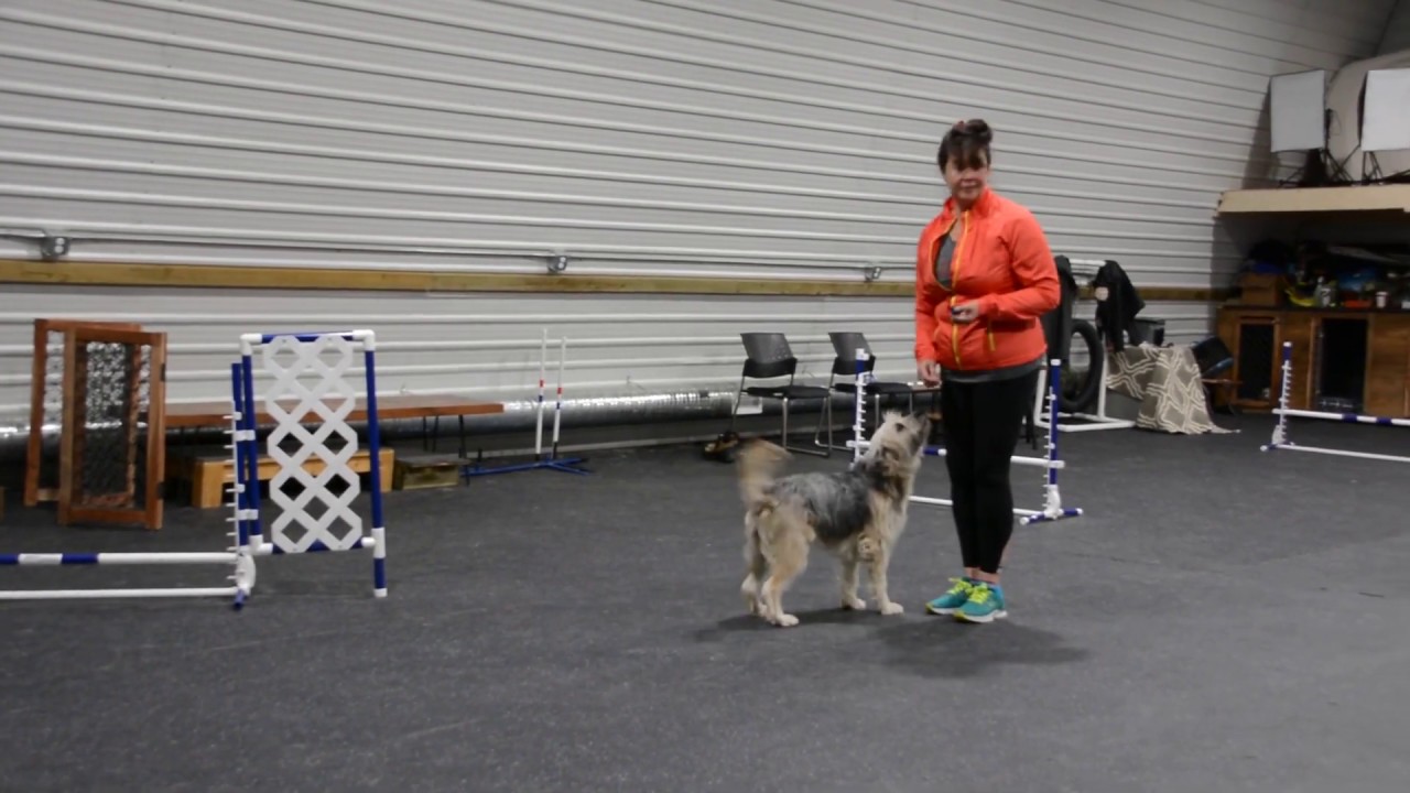 The Dogs Den Agility Training 2019 12 14 1 - YouTube