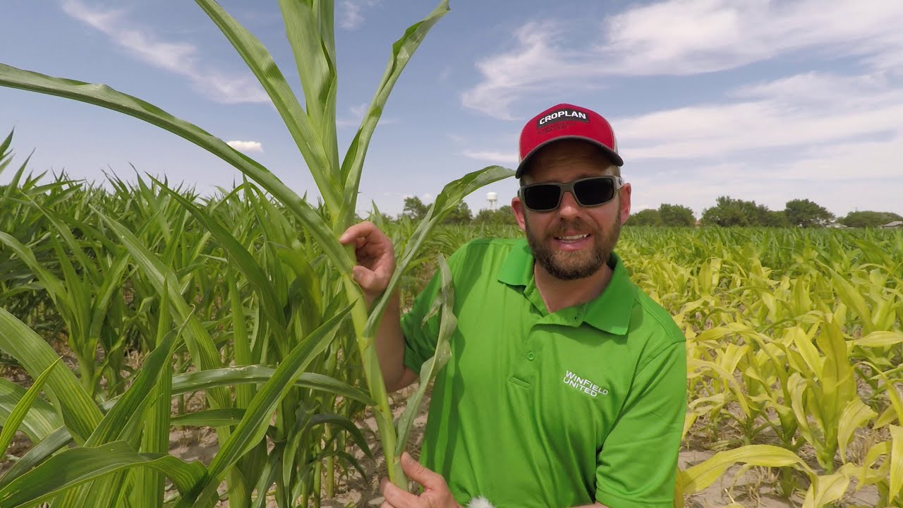 Corn, tissue samples, and high pH - YouTube