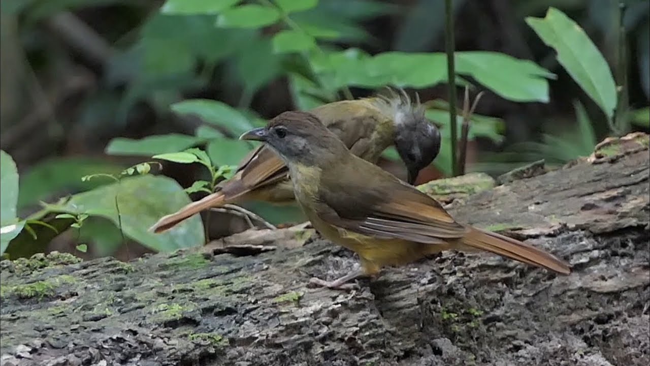 Grey-cheeked Bulbul - YouTube