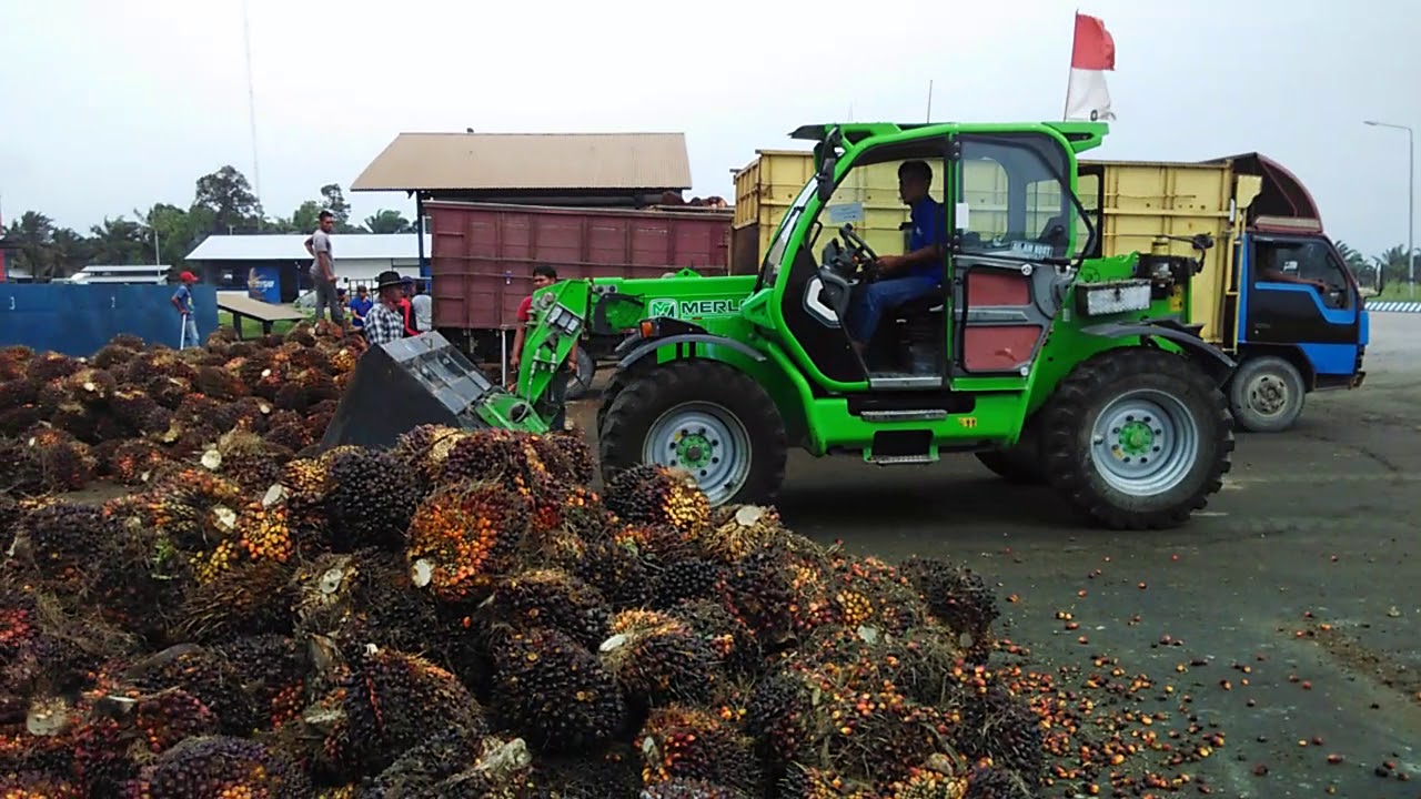 Merlo alat pendorong kelapa sawit ke loading ramp - YouTube