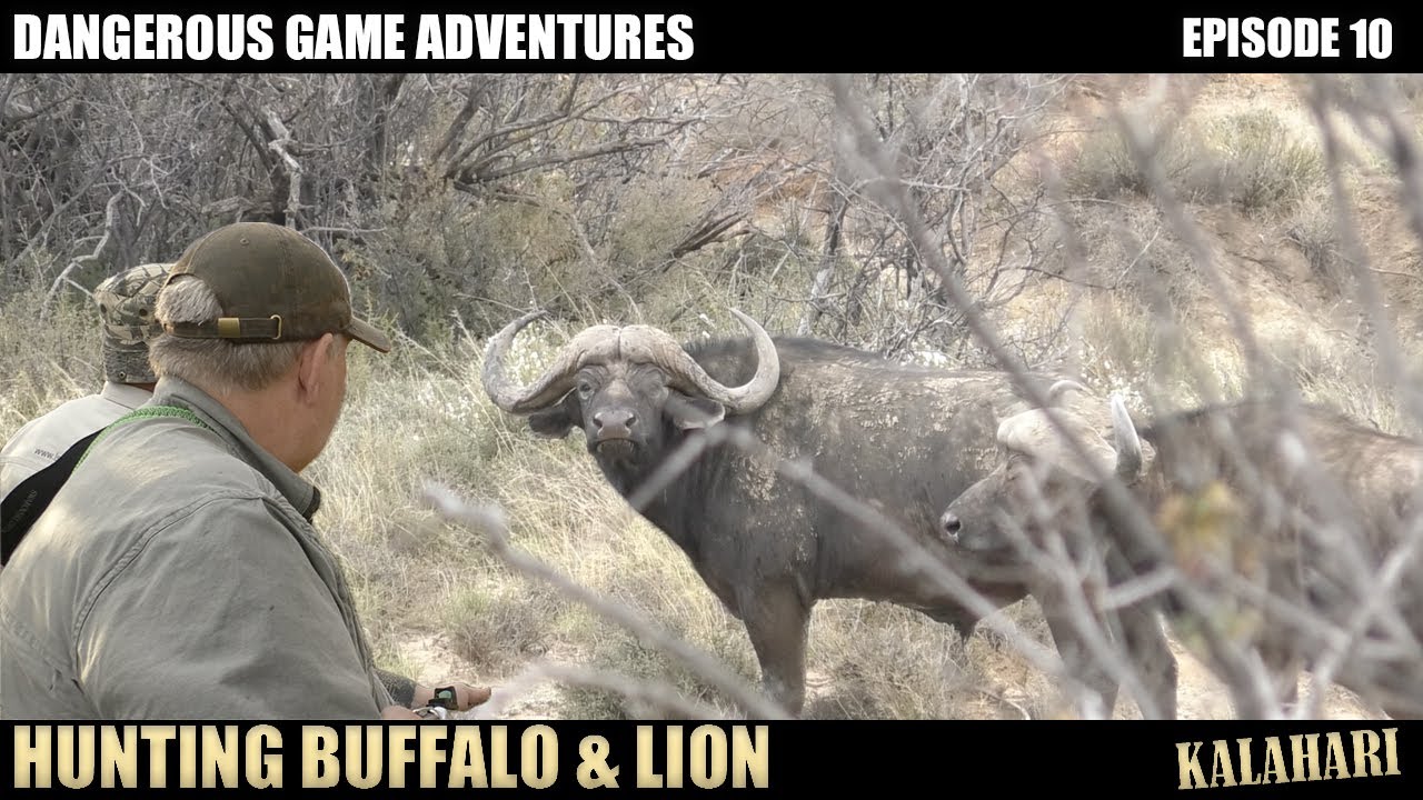 Hunting Cape Buffalo & Lion in the KALAHARI - YouTube