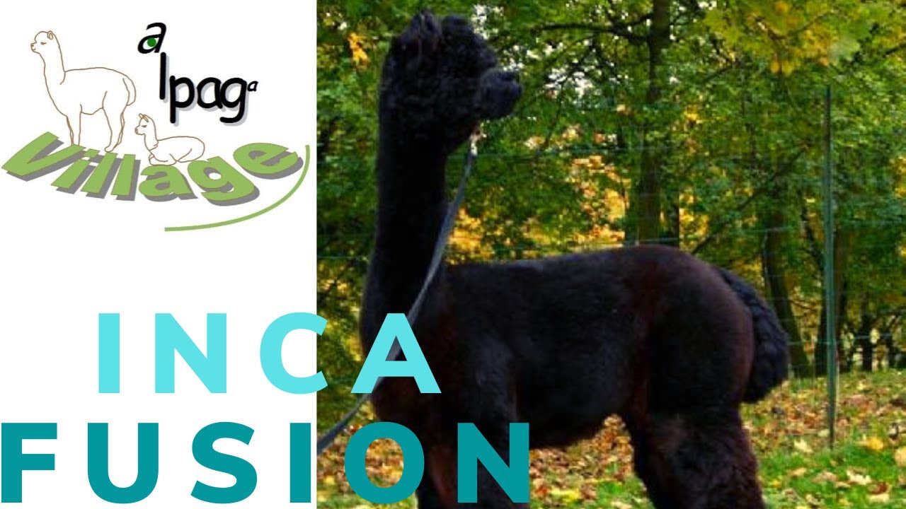 Nous achetons Inca FUSION - YouTube