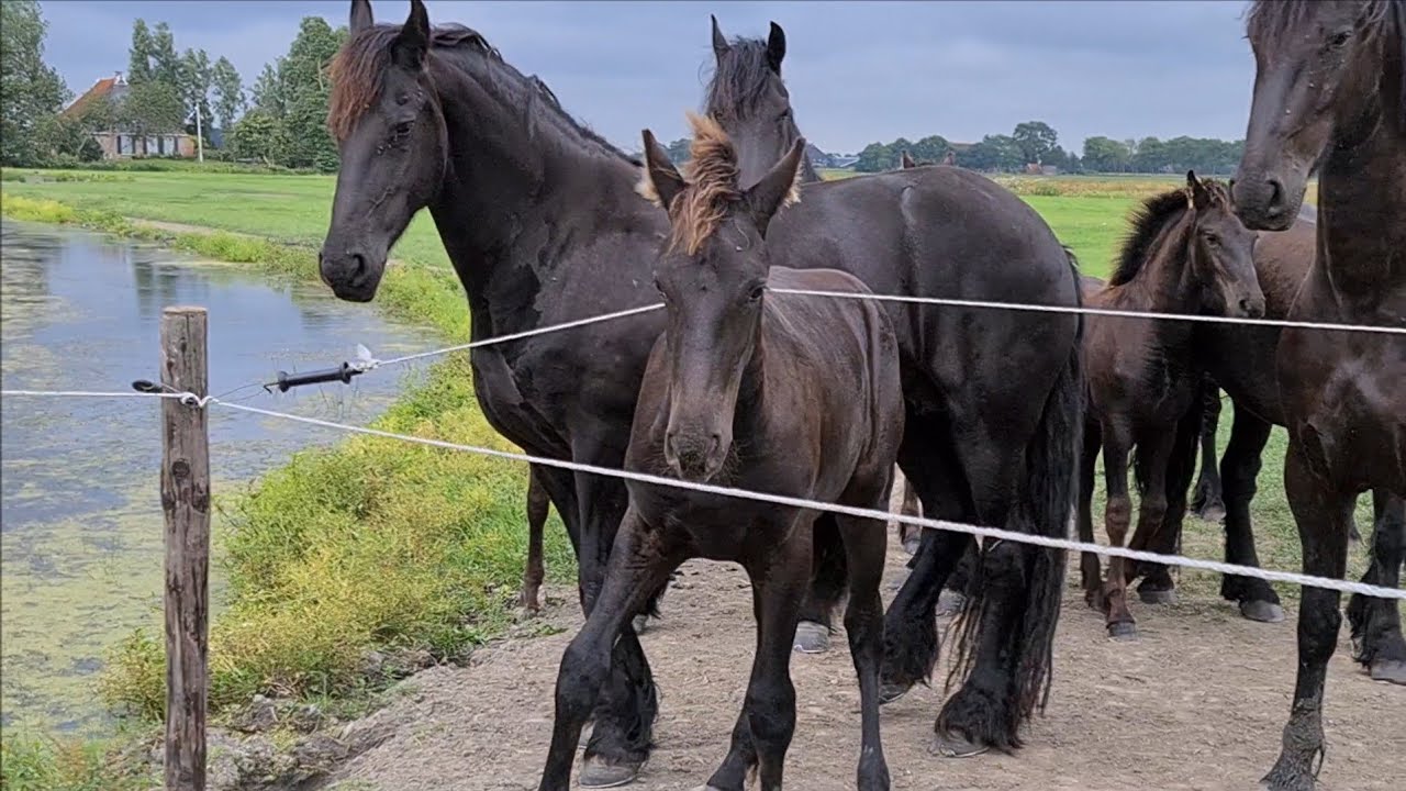 Filly Mathilde escapes and what precedes a dressage competition with ...