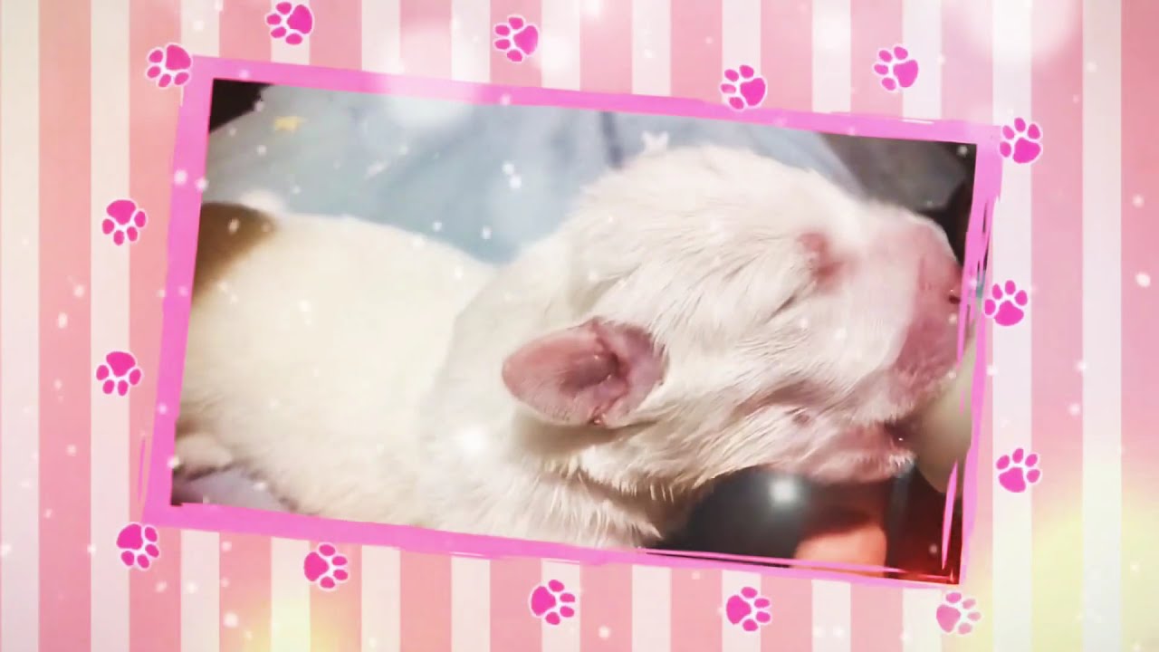 ELSA The Puppy Channel - หนูชื่อ “เอลซ่า” เจ้าหญิงหิมะ ฝากเนื้อฝากตัว ...